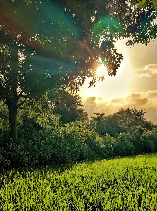 The Morning Full of Sunlight, it& X27;s Warmth and Hope! Stock Image ...