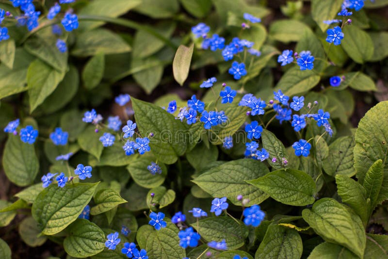 Morning Garden in Warm Spring Weather Stock Photo - Image of nmorning ...