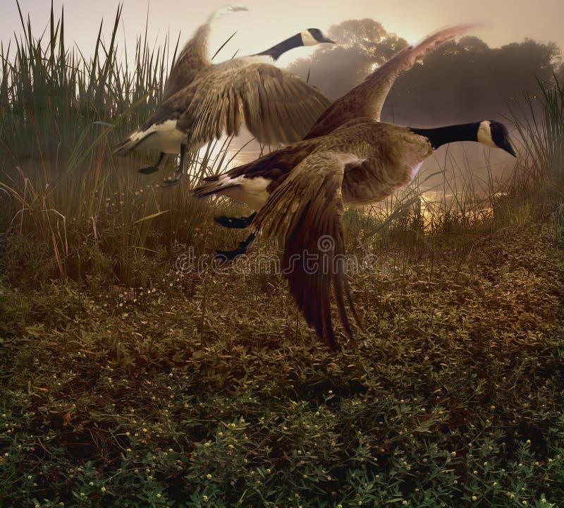 Morning Geese stock image. Image of sunrise, lake, bird - 10679913