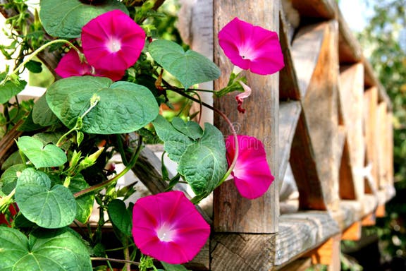 403 Morning Glories Floral Oregon Stock Photos - Free & Royalty-Free ...