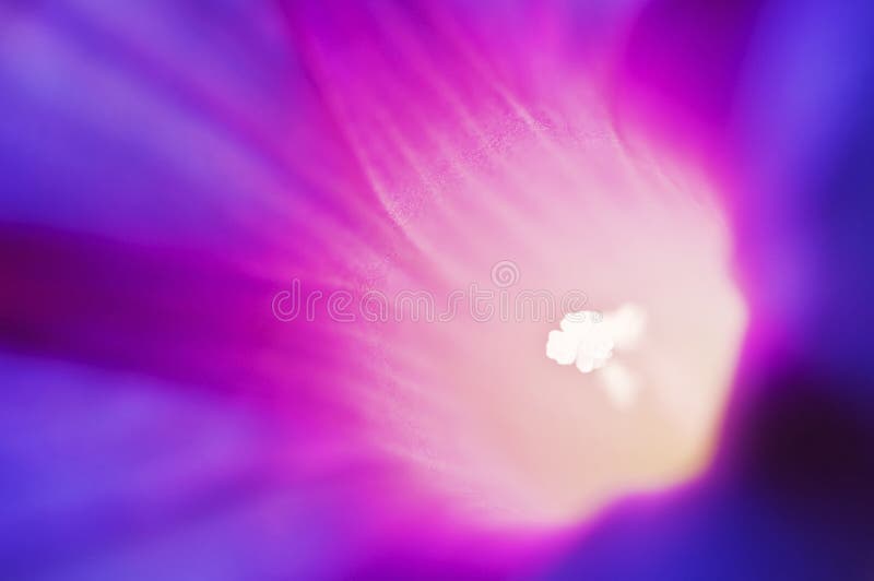 Morning glory stock photo. Image of magic, poison, flower - 20899964