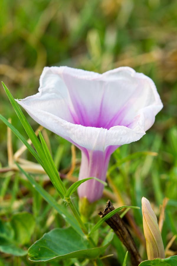 Morning glory stock image. Image of white, ground, natural - 23391095