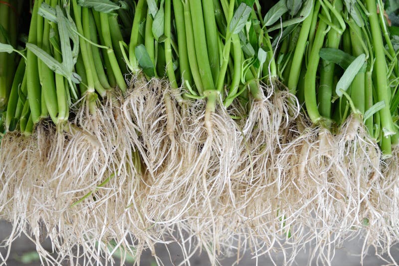 Morning glory stock image. Image of root, spread, sapling - 29043619