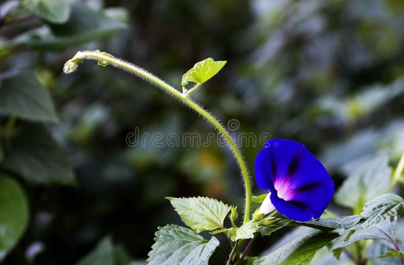 Morning glory stock photo. Image of colourful, glory, garden - 3949196