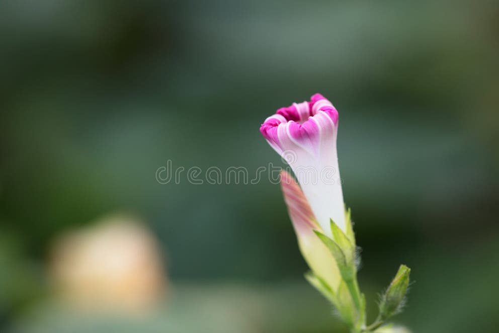Morning Glory Bone in Bud stock image. Image of growth - 255039385