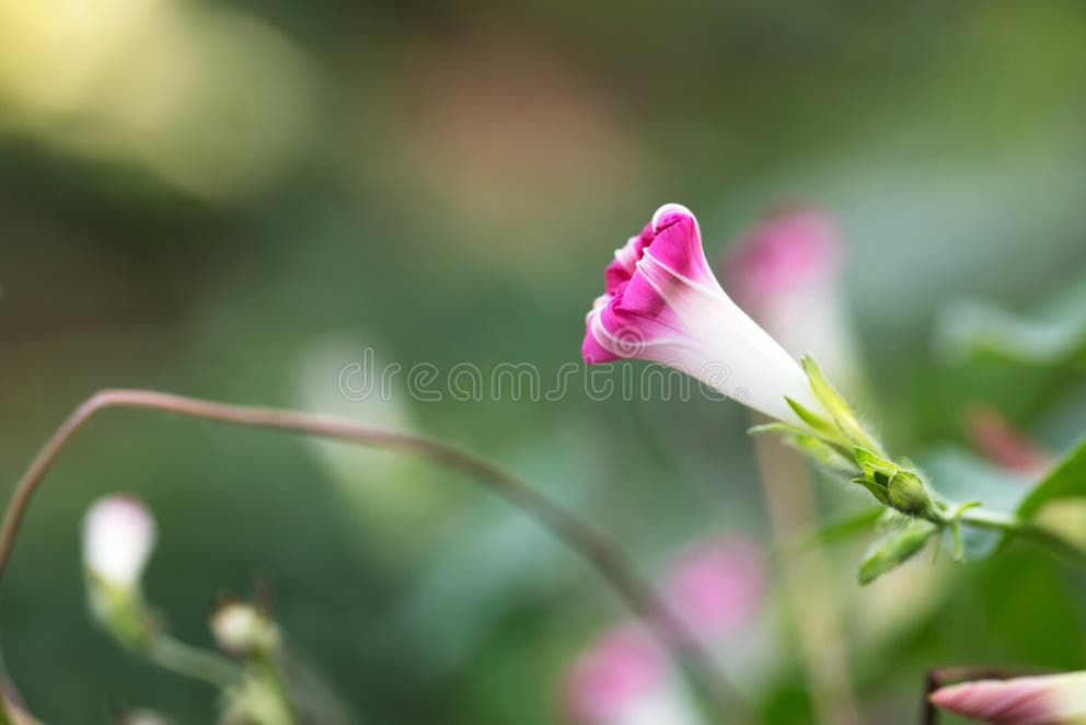 Morning Glory Bone in Bud stock photo. Image of bloom - 255039392