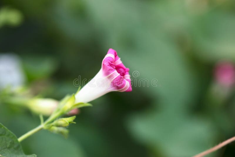 Morning Glory Bone in Bud stock image. Image of blank - 255039403 Morning Glory Bone in Bud stock image. Image of blank - 255039403