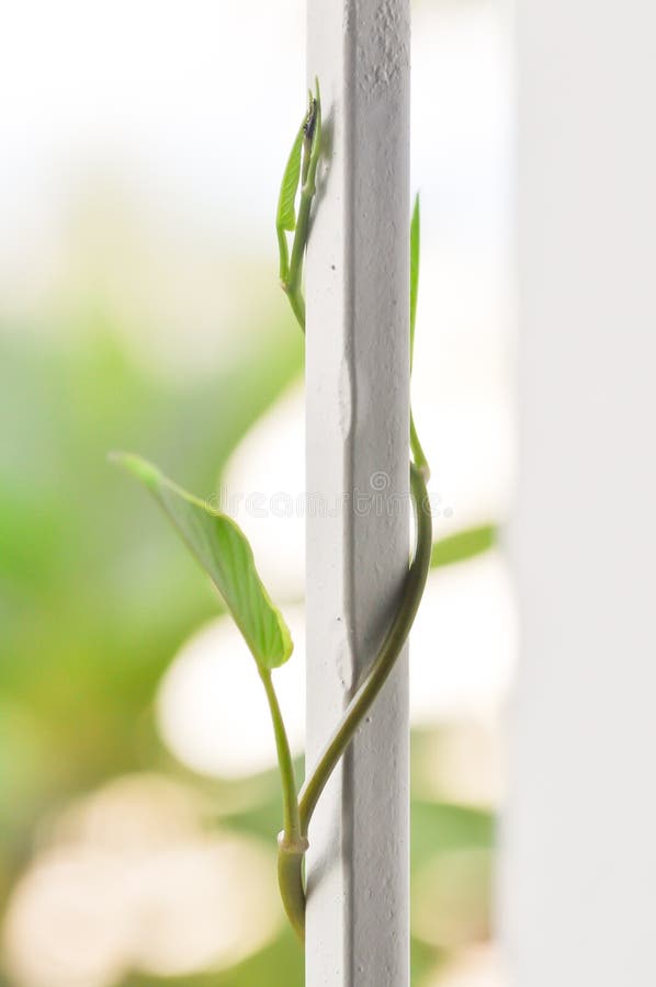 Morning glory stock image. Image of floral, botany, curve - 44432215