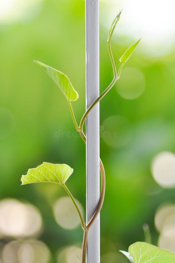 Morning glory stock photo. Image of glory, element, color - 44433346