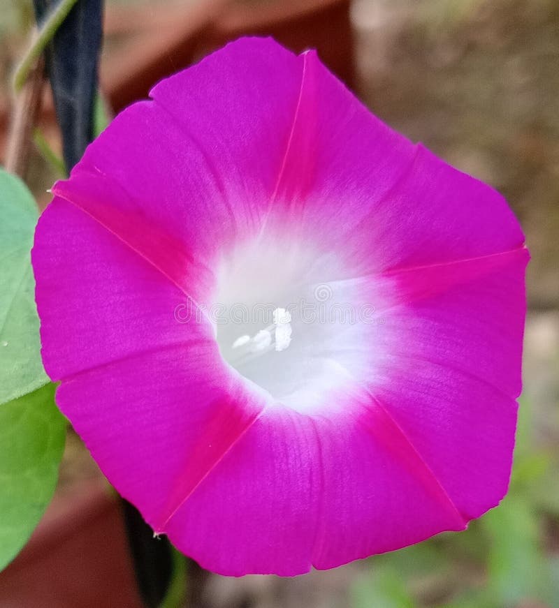 Morning glory flower stock image. Image of violet, petal - 263404385