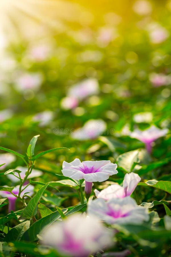 Morning Glory Flower in the Morning Sunlight for Nature Background ...