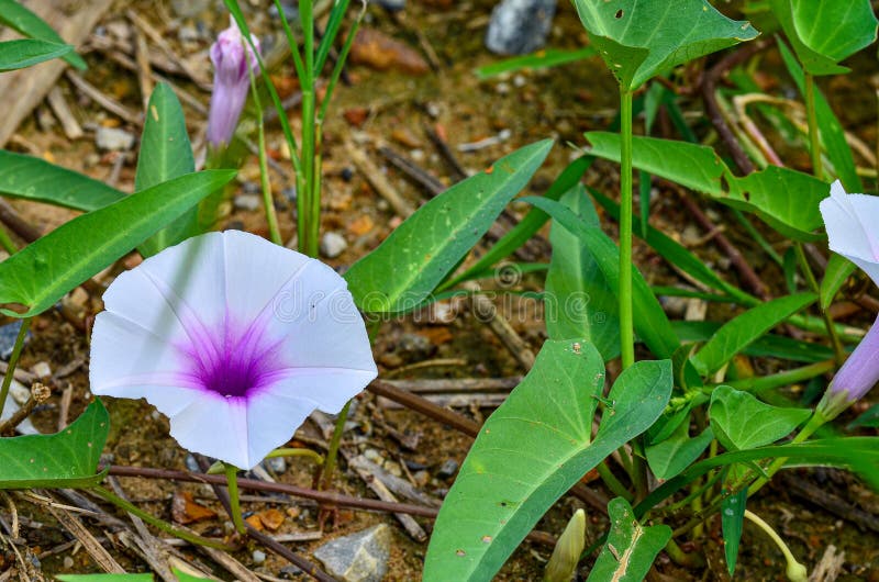 Morning Glory Flowers on the Ground Stock Image - Image of color ...