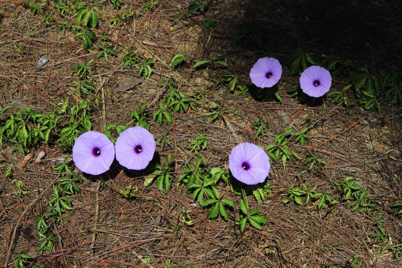 Morning Glory on the Ground Stock Photo - Image of convolvulus, morning ...