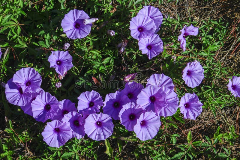Morning Glory on the Ground Stock Image - Image of botanical ...