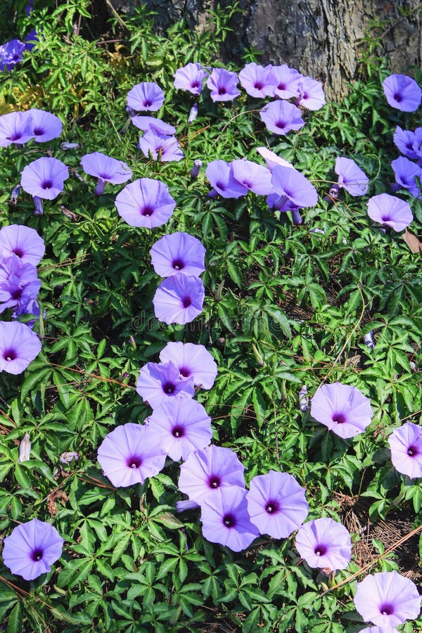 Morning Glory on the Ground Stock Photo - Image of garden, leaf: 114631250