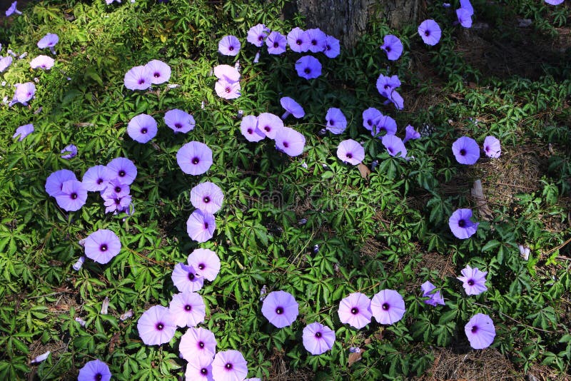 Morning Glory on the Ground Stock Image - Image of leaf, floral: 114631279