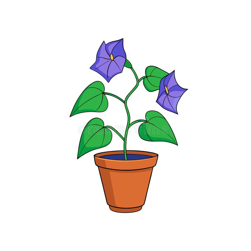 Morning Glory in a Pot Illustration Stock Photo - Illustration of bloom ...