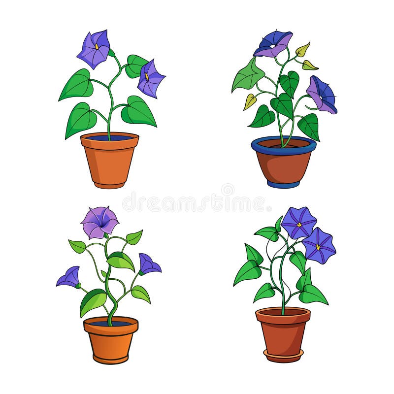 Morning Glory in a Pot Illustration Stock Vector - Illustration of ...