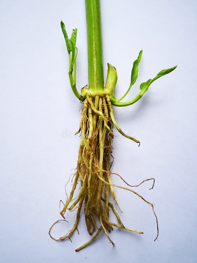 Morning glory propagation stock image. Image of food - 144719205