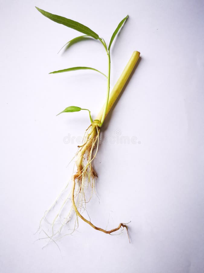 Morning glory propagation stock photo. Image of propagation - 144719216