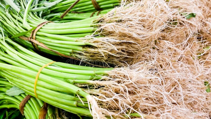 The Morning Glory Root on Shelf for Sell in Supermarket Stock Image ...