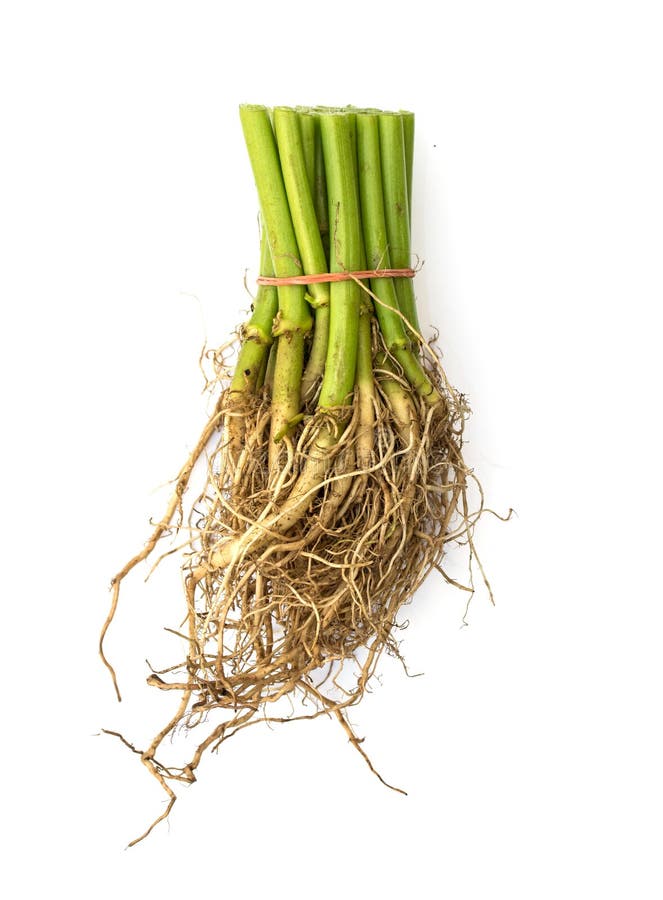 Morning Glory root stock image. Image of edible, salad - 35725285
