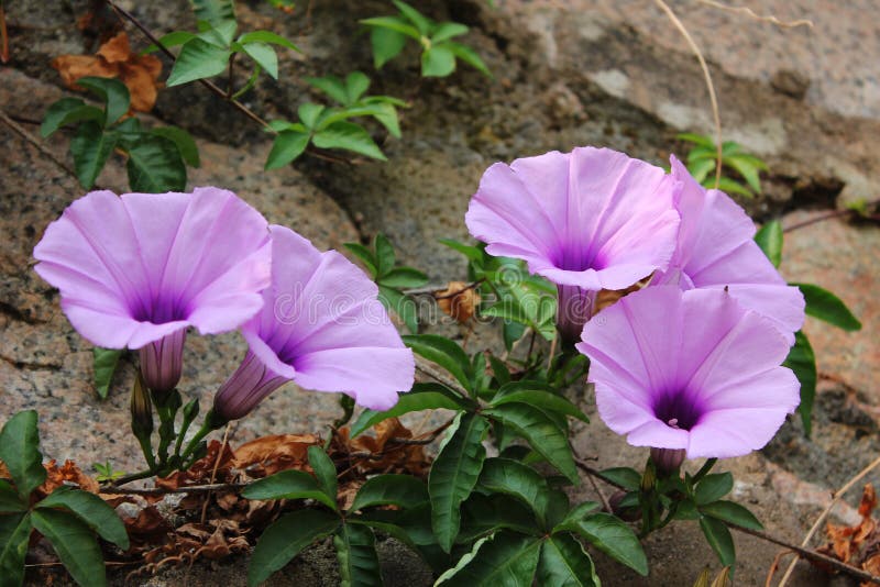 Morning glory stock image. Image of green, blossom, beautiful - 30321991