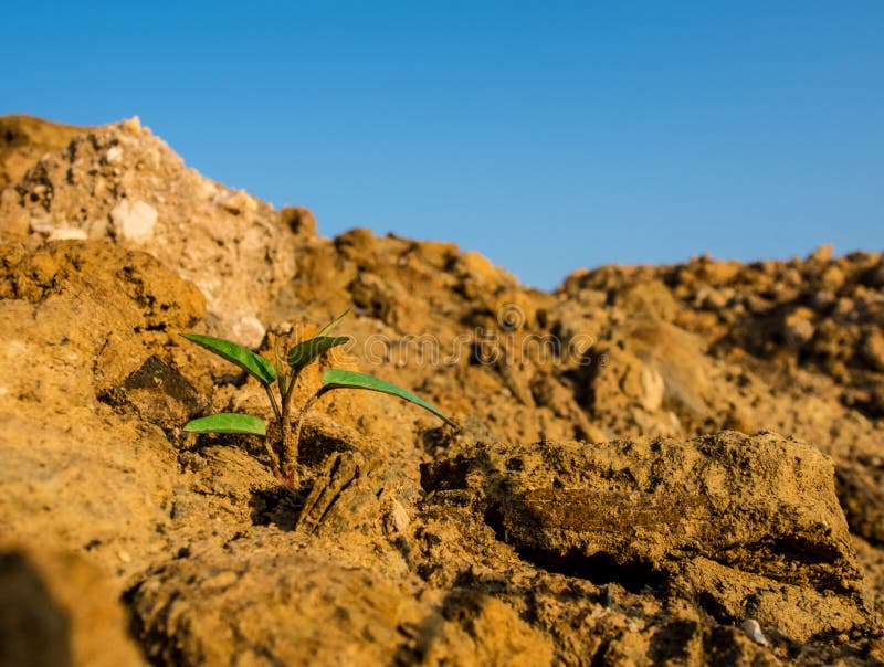 Buds of Morning Glory Sprout Up Rocky Mound Stock Image - Image of ...