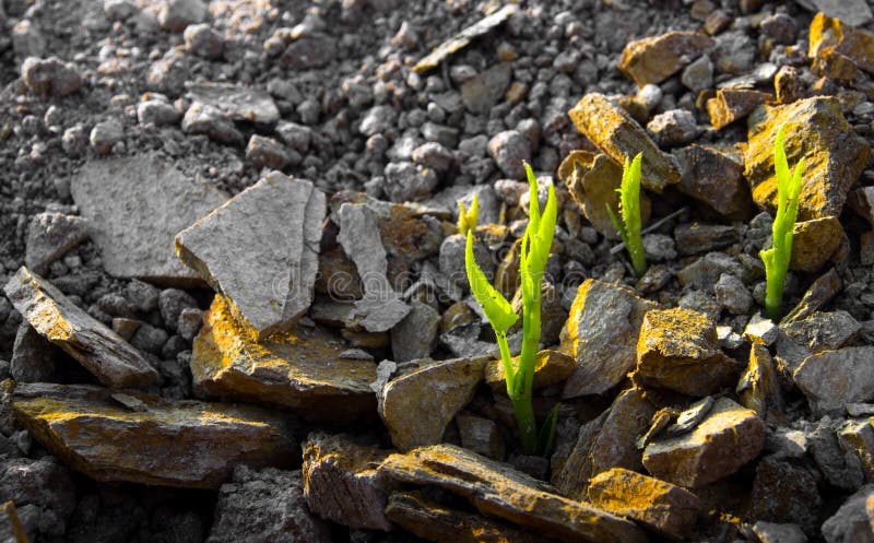 Buds of Morning Glory Sprout Up Rocky Mound Stock Image - Image of ...
