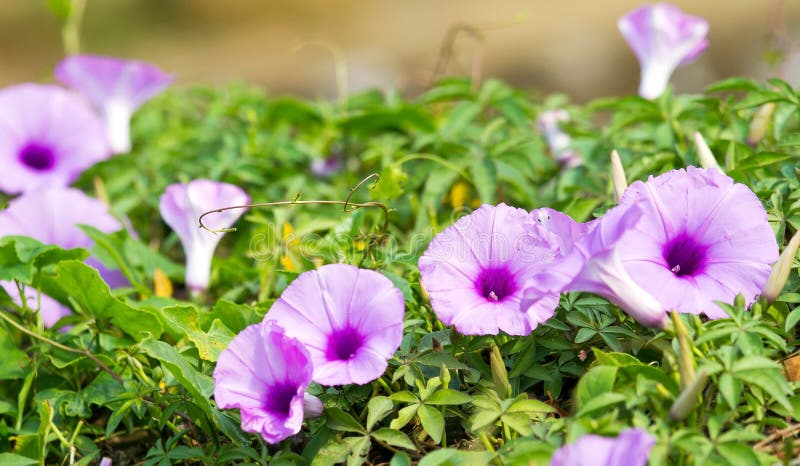 Morning glory stock image. Image of green, blossom, beautiful - 30321991