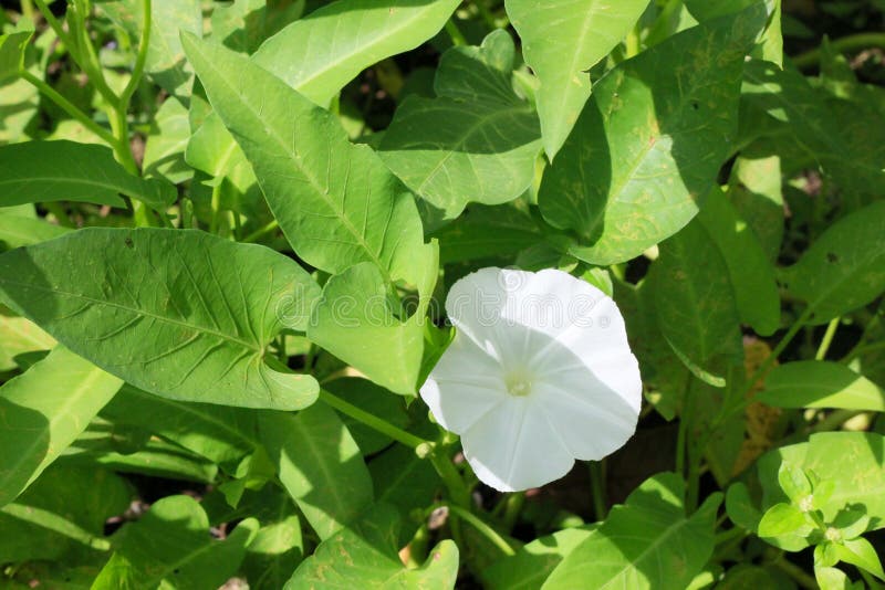 Dok Rak stock photo. Image of thai, thaiflowers, whiteflower - 96960280