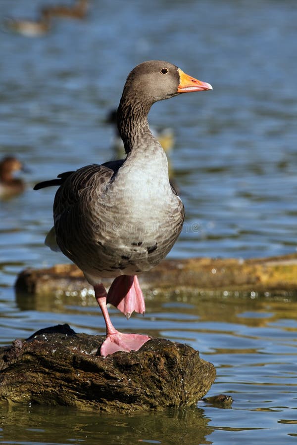Morning goose stock photo. Image of bird, wild, goose - 16515822