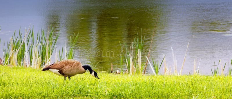 Morning goose stock photo. Image of bird, wild, goose - 16515822