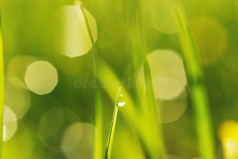 Morning grass stock photo. Image of macro, summer, freshness - 18239854