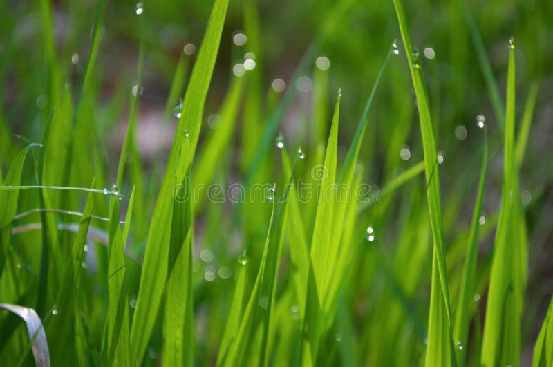 Morning grass stock image. Image of morning, growing - 198979191
