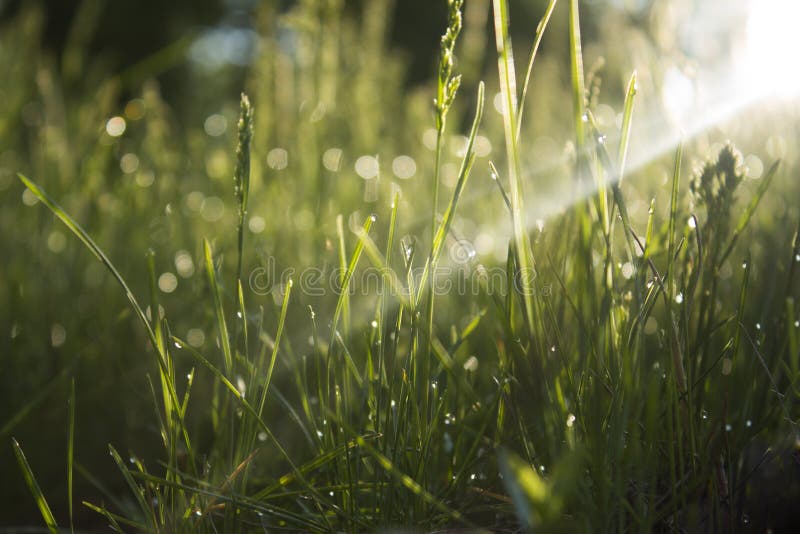 Morning grass stock image. Image of grass, natural, color - 57144313
