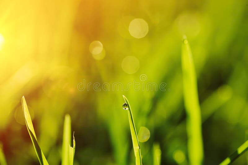Morning grass stock image. Image of morning, growing - 198979191