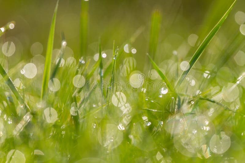 Morning grass stock image. Image of morning, growing - 198979191