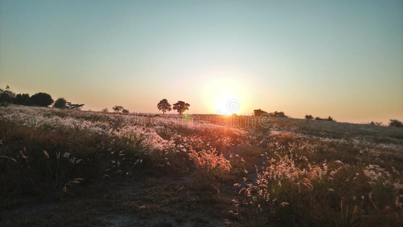 The morning grass field. stock photo. Image of sunshine - 152034030