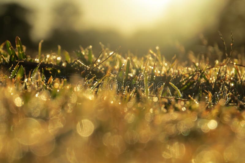 Morning grass stock photo. Image of landscape, morning - 57087122
