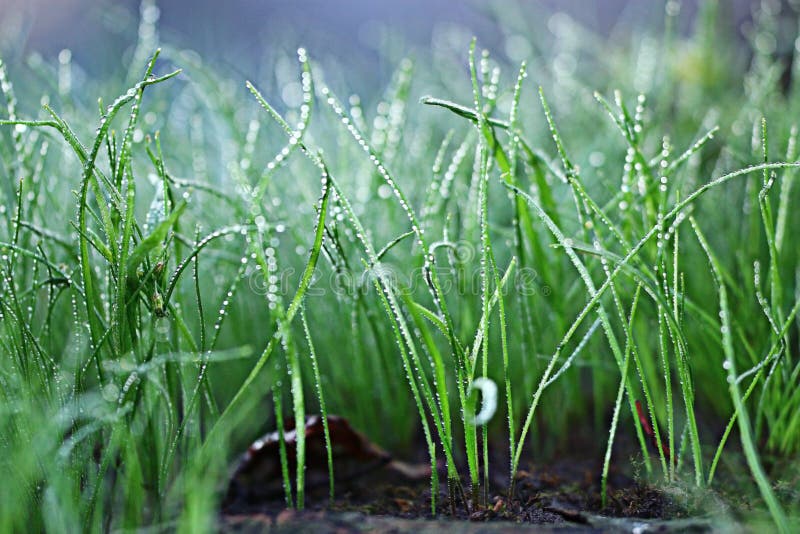 Morning grass stock photo. Image of monoculture, morning - 60036372