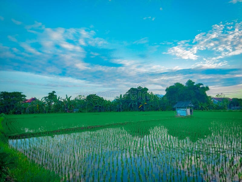 Morning Green Rice Fiend Blue Sky Stock Photo - Image of tree, prairie ...