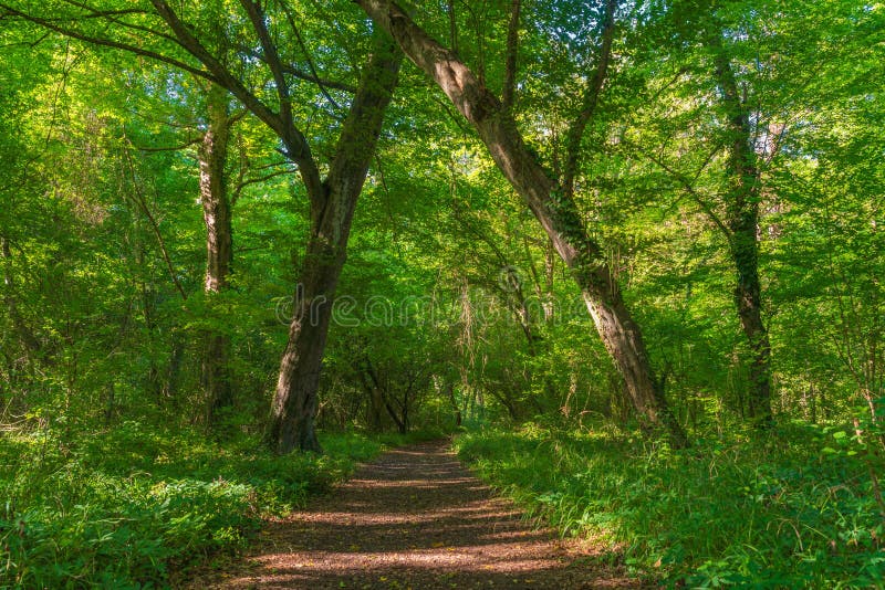 Morning in a Green Summer Forest Illuminated by Bright Sunlight. Walk ...