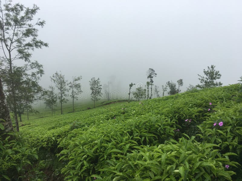 Tea Plantation on the Slopes of the Mountains and a Beautiful Sun Rise ...