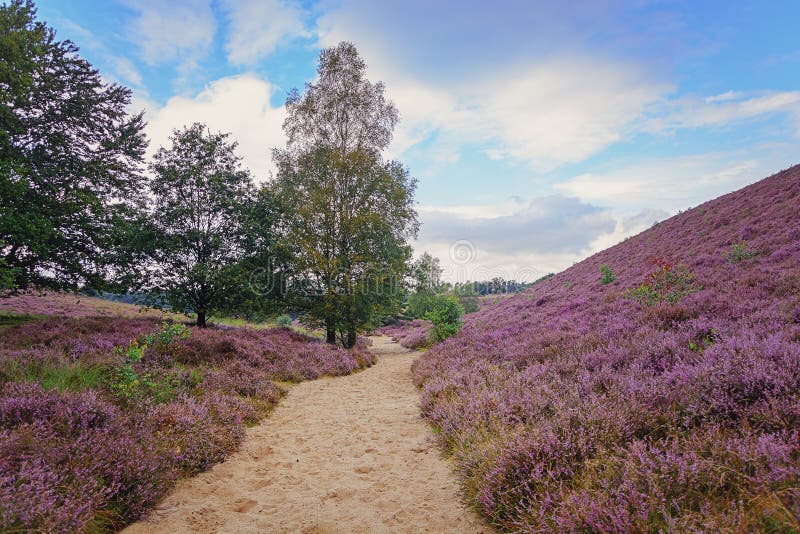 Morning at the Heather Fields Stock Image - Image of path, heath: 70788061