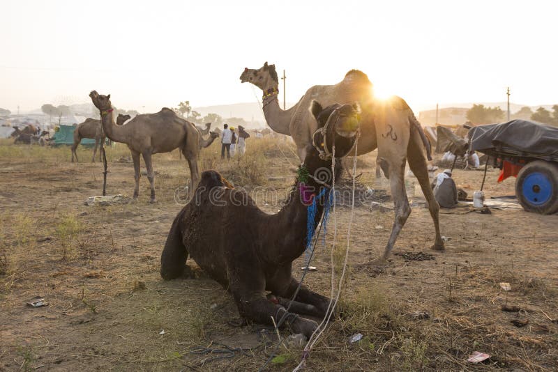 Morning herd camel stock image. Image of famous, tourist - 85591515