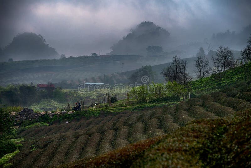 At the morning on highland stock photo. Image of nature - 207396906