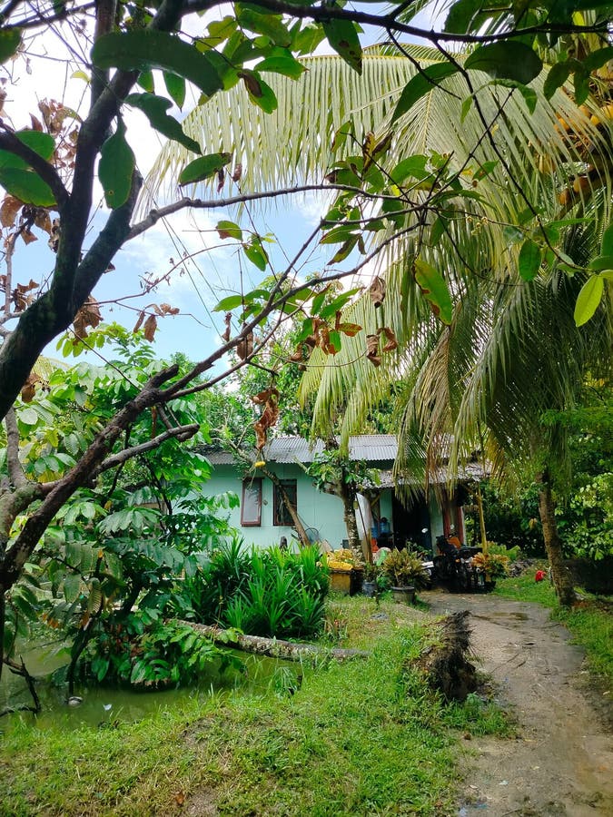 Morning House Filage Forest Stock Image - Image of garden, landscap ...