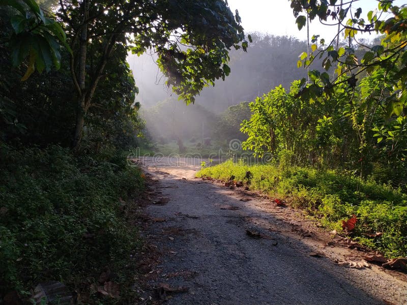 Morning Jungle Landscape stock photo. Image of river - 210407034