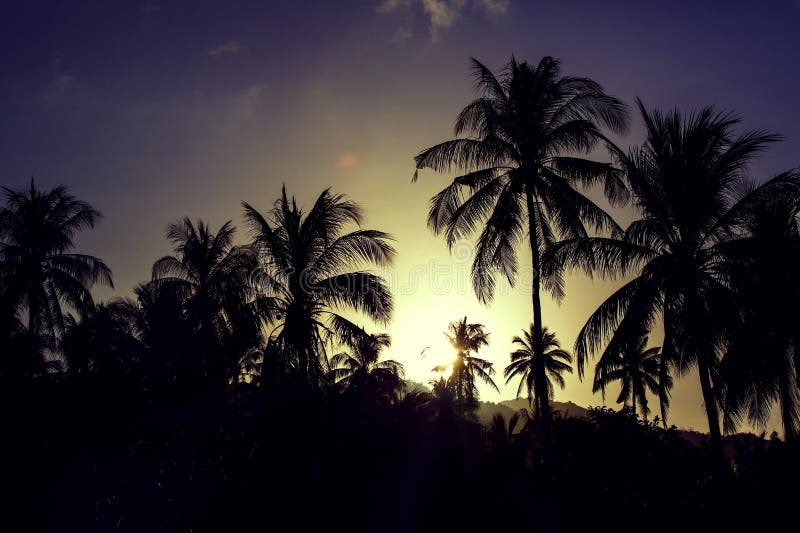 Morning in the jungle stock photo. Image of nature, green - 67708704